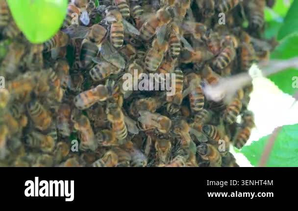 Swarm of Honey Bees 4K Macro Video: Close-Up of Wild Bee Colony in UK ...