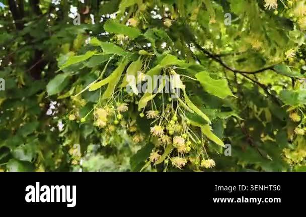 A close-up shot of a linden tree branch covered in fresh green leaves ...