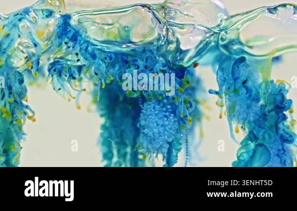 Close Up of Tropical Coral Reef Waters Stock Video Footage - Alamy