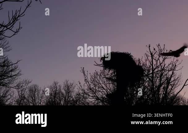 A stork lands in a treetop nest under a cloudy autumn sky Stock Video ...