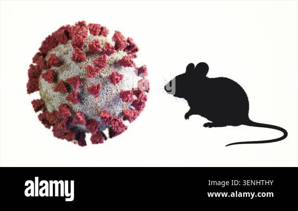 Scientific animation of an experimental mouse used for coronavirus ...