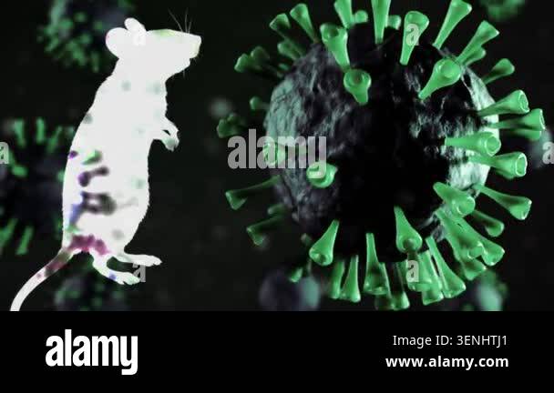 White laboratory mouse sniffing a large coronavirus particle during ...