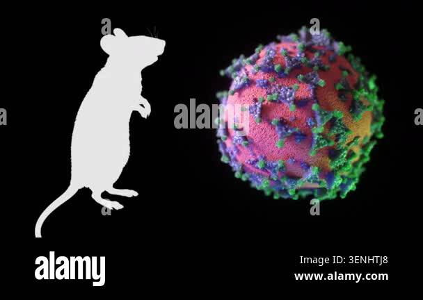 Conceptual animation showing a lab mouse silhouette facing a rotating ...