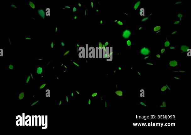 animation of green leaves falling down in a black background Stock ...