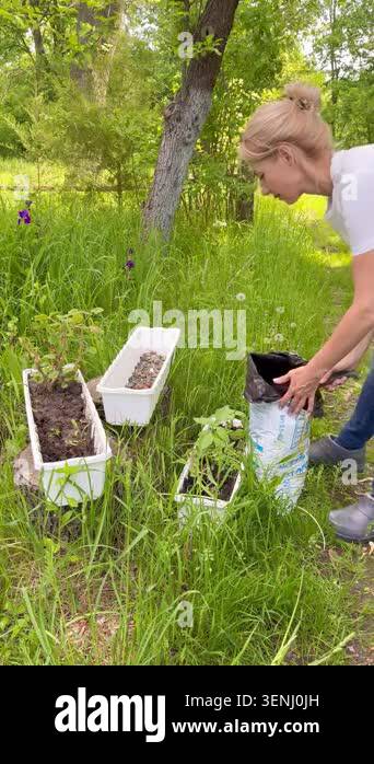 A woman is actively engaged in gardening, carefully adding soil to ...