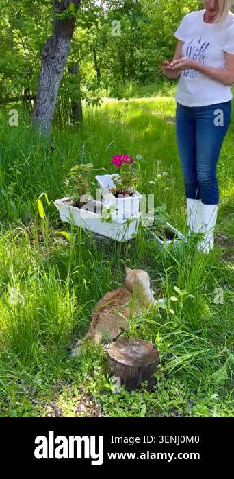 A woman in jeans and white boots is planting pink flowers in a white ...