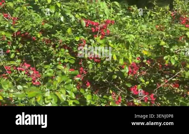 Red berry shrub with lush green foliage growing in natural garden ...