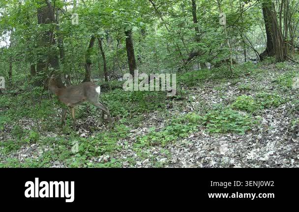 beautiful forest in the mountains Stock Video Footage - Alamy