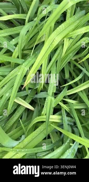 Fresh green grass blades forming natural texture background with ...