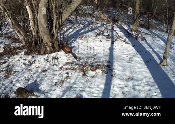 winter landscape of snow and trees, aerial view Stock Video Footage - Alamy