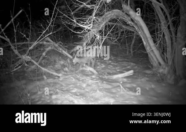the deer in the forest Stock Video Footage - Alamy