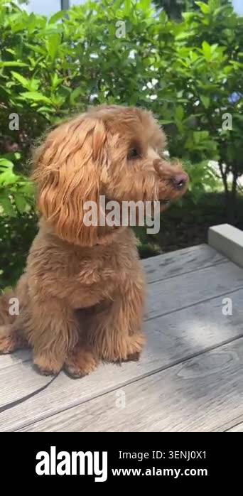 Adorable fluffy companion dog sitting outdoors with expressive eyes and ...