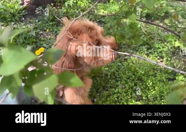 Curious small dog sniffing green leaves in garden during sunny spring ...