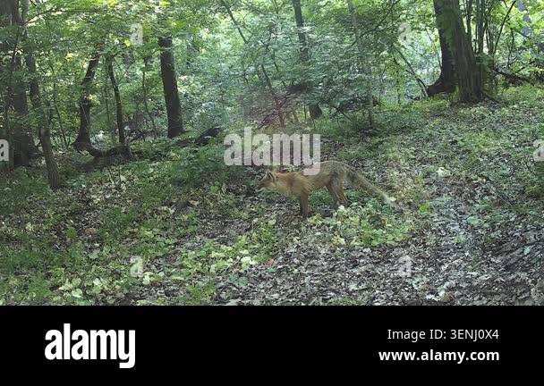 a beautiful shot of a forest in the woods in the middle of a green ...