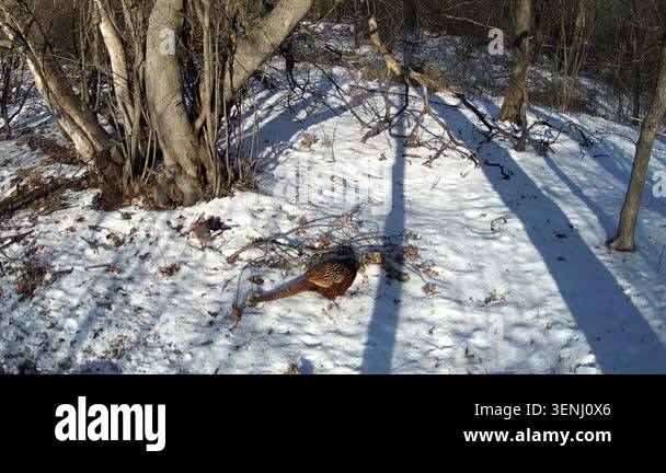 aerial view of a dog Stock Video Footage - Alamy