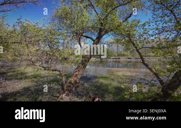 beautiful view of the forest Stock Video Footage - Alamy