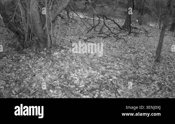 the small white deer in the forest Stock Video Footage - Alamy