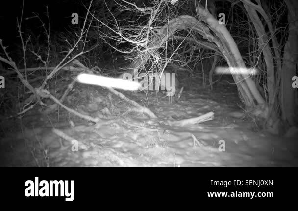 tree branches in the forest Stock Video Footage - Alamy