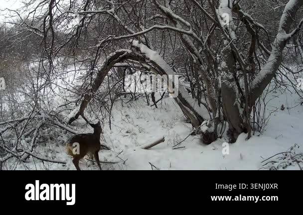 deer in the winter forest Stock Video Footage - Alamy
