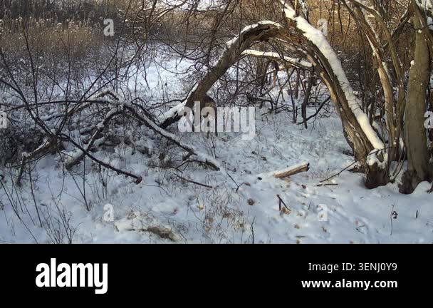 the first snow, the winter, the forest Stock Video Footage - Alamy