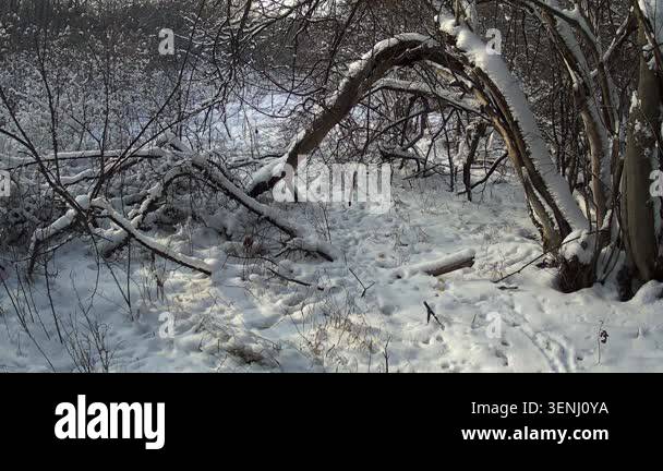 beautiful view of nature scene Stock Video Footage - Alamy