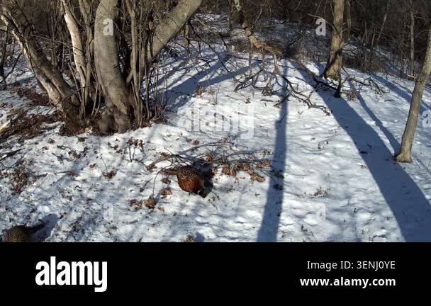 a beautiful winter landscape in poland Stock Video Footage - Alamy