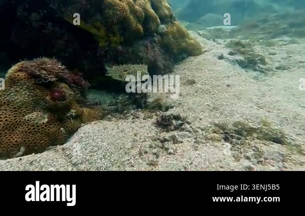 An underwater scene capture a pufferfish near corals and sand. Relaxing ...