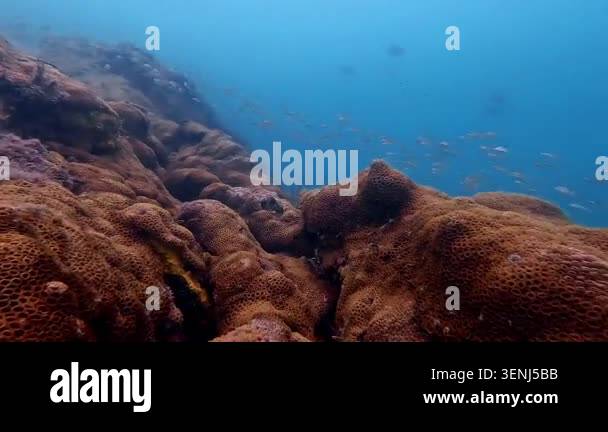 Scuba dive excursion near Ilha Grande, Brazil, capture dynamic ...