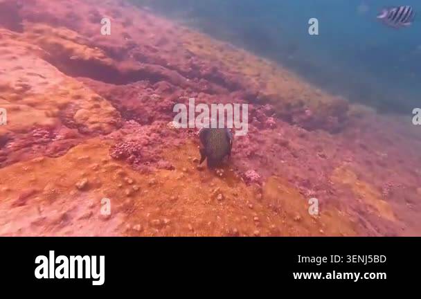 An underwater view of a fish swim near marine coral on an excursion ...