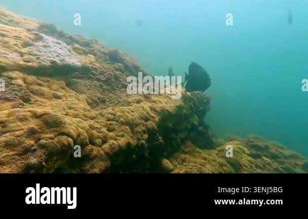 Bright, serene underwater seascape with small fish and corals. Calm and ...