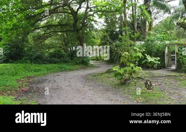 View a tropical forest path on Ilha do Mel, Parana, Brazil. Lush green ...