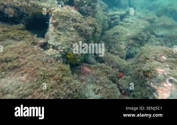 Underwater view of marine life and a scuba diver in clear blue water ...