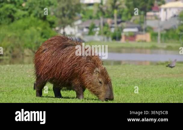 Large capybara animal graze on green grass. Calm mood, outdoor setting ...