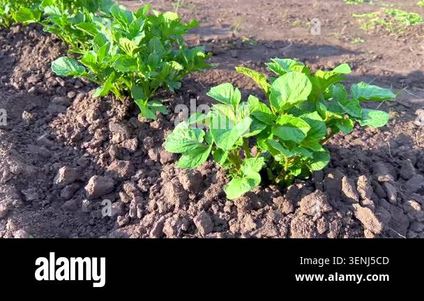 Young potato plants growing in a farm field Stock Video Footage - Alamy