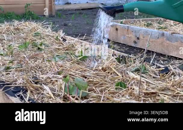Green watering can pouring water on plants Stock Video Footage - Alamy