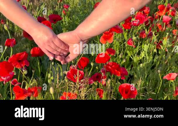 Romantic couple holding hands in poppy field Stock Video Footage - Alamy