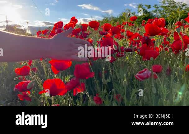 Hand gently brushing over red poppy flowers blooming in a sunlit green ...