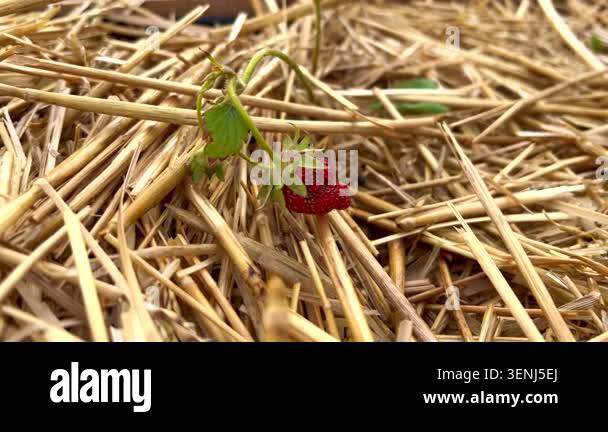 Single red strawberry growing in a straw bed Stock Video Footage - Alamy