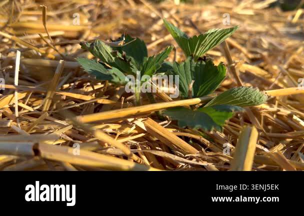 Young strawberry plant growing in a straw bed Stock Video Footage - Alamy