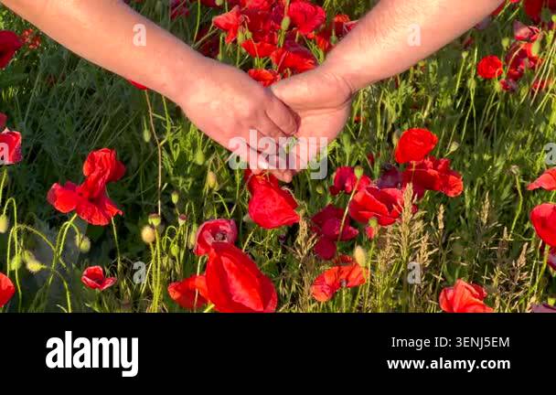 Couple holding hands walking through poppy field Stock Video Footage ...