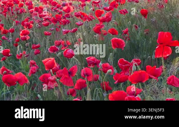 Red poppy flowers swaying in the wind Stock Video Footage - Alamy