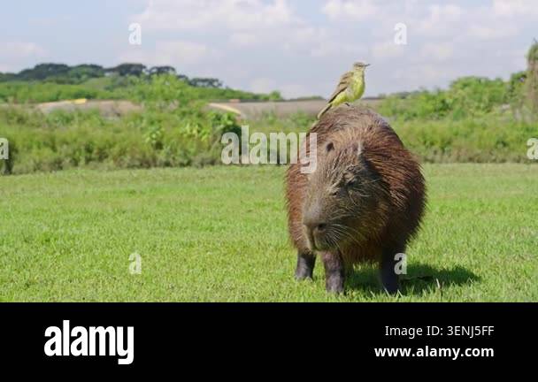 A capybara with a bird on its back in a serene green field, calm and ...