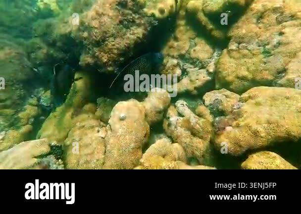 Scuba dive discover exotic fish swim around coral reef near Ilha Grande ...