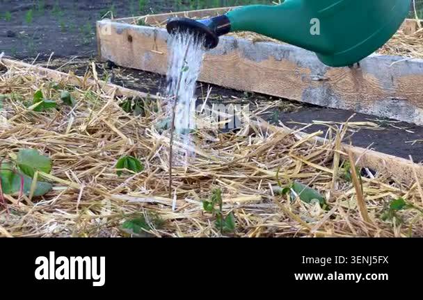 Watering mulched garden bed with straw Stock Video Footage - Alamy