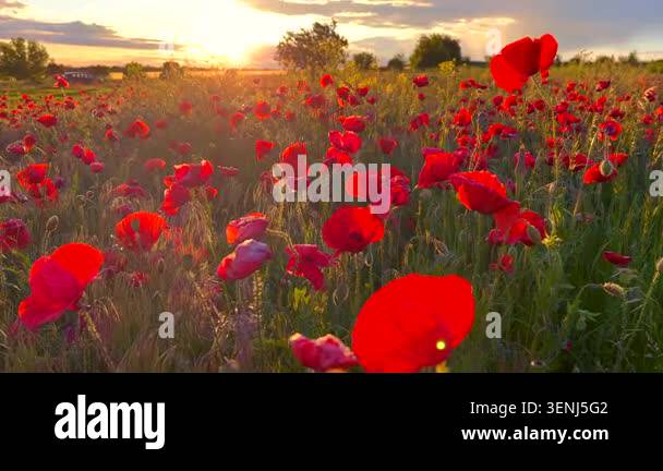 Beautiful red poppies blooming in a wild field at sunset Stock Video ...