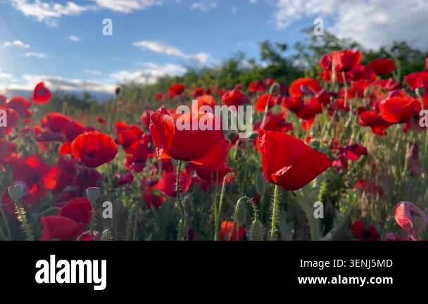 Red poppy field swaying in wind at sunset Stock Video Footage - Alamy