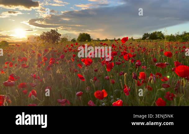 Beautiful red poppy field during a scenic sunset Stock Video Footage ...