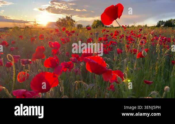 Red poppy flower field swaying at sunset Stock Video Footage - Alamy