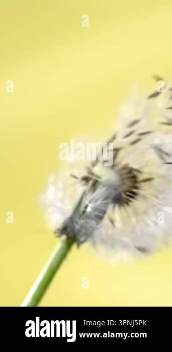 Super Slow Motion Dandelion Seed Detaching Against Yellow Stock Video ...