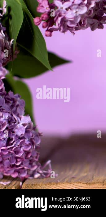Intense Lilac Portrait With Purple Backdrop, Closeup Petals And Leaves ...